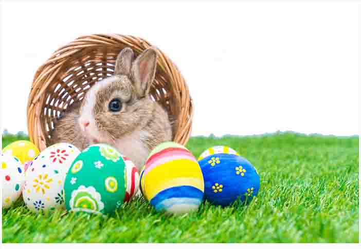 Photos With The Easter Bunny | PGH Events